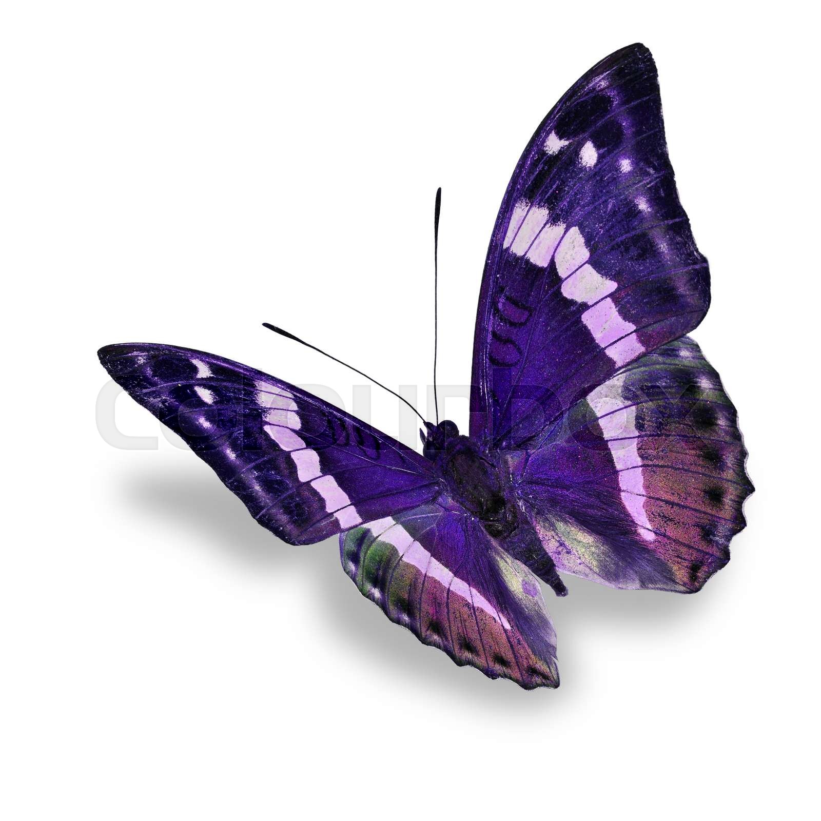 purple butterfly | Stock image | Colourbox