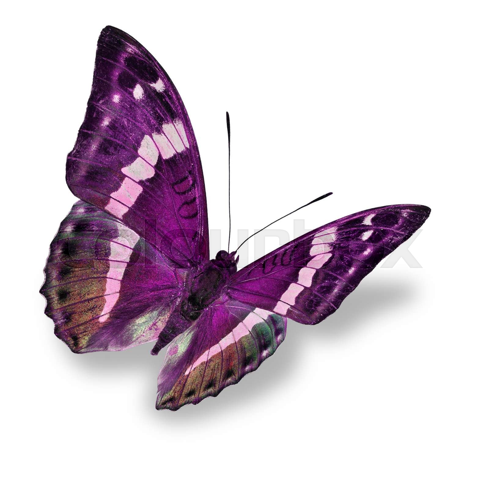 pink butterfly | Stock image | Colourbox