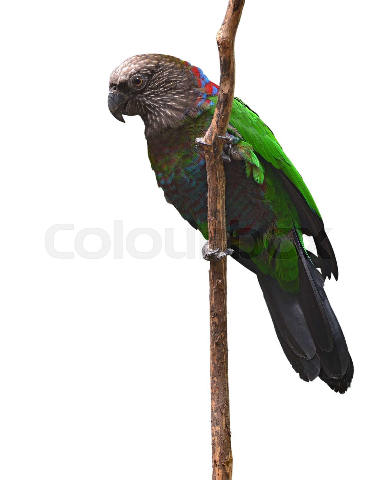 Hawk-headed Parrot | Stock image | Colourbox