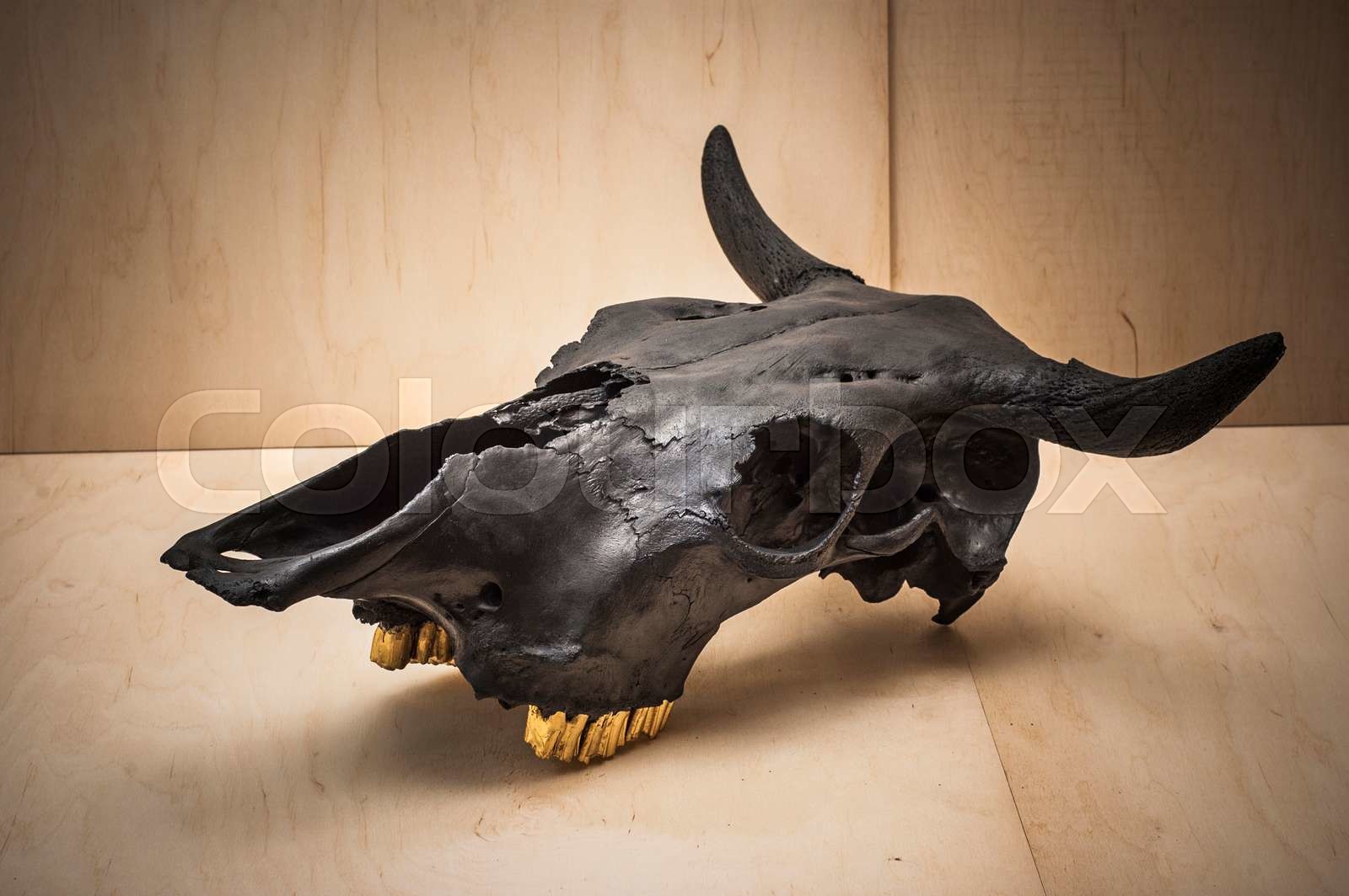 bulls skull | Stock image | Colourbox