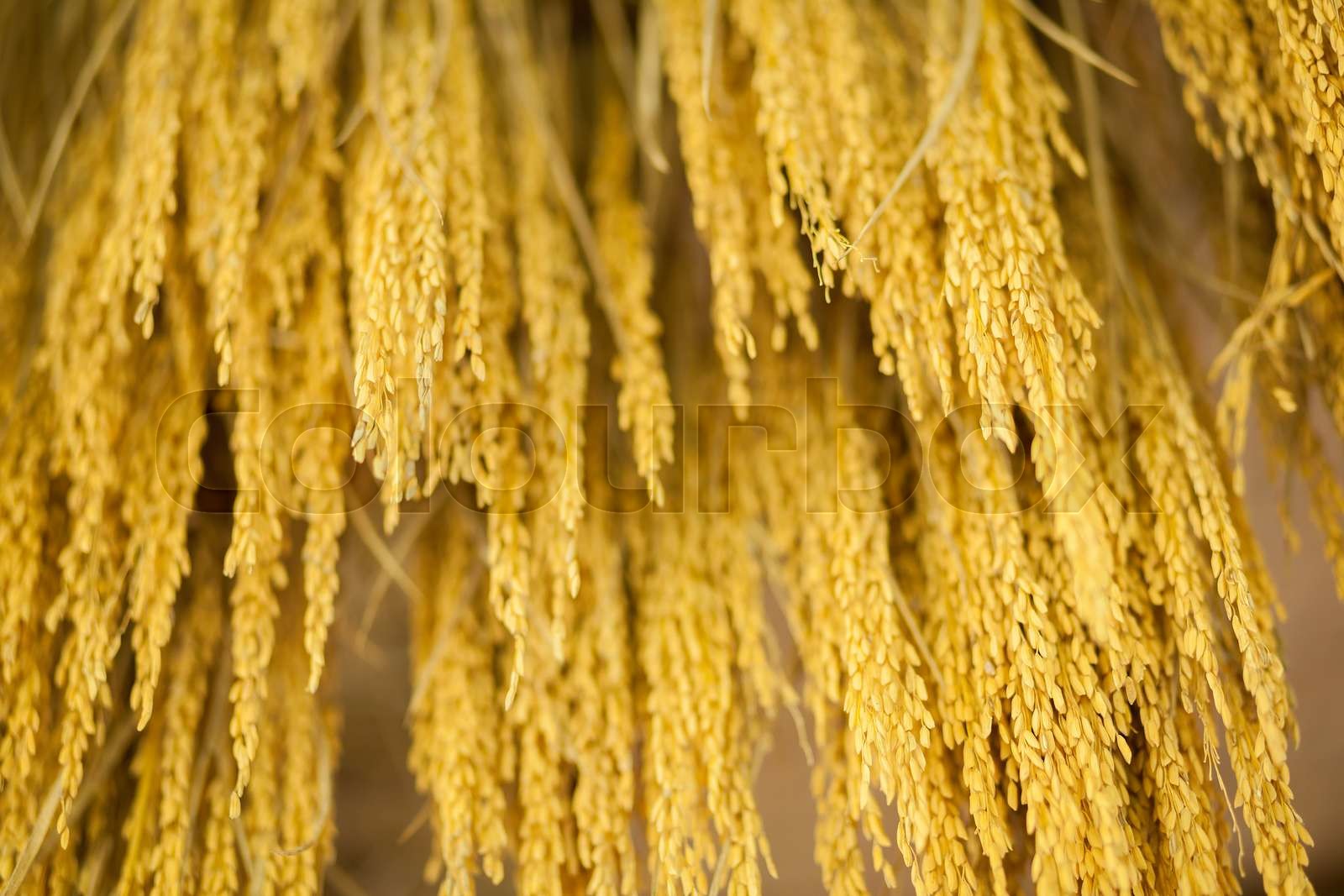 Rice Seed. | Stock image | Colourbox