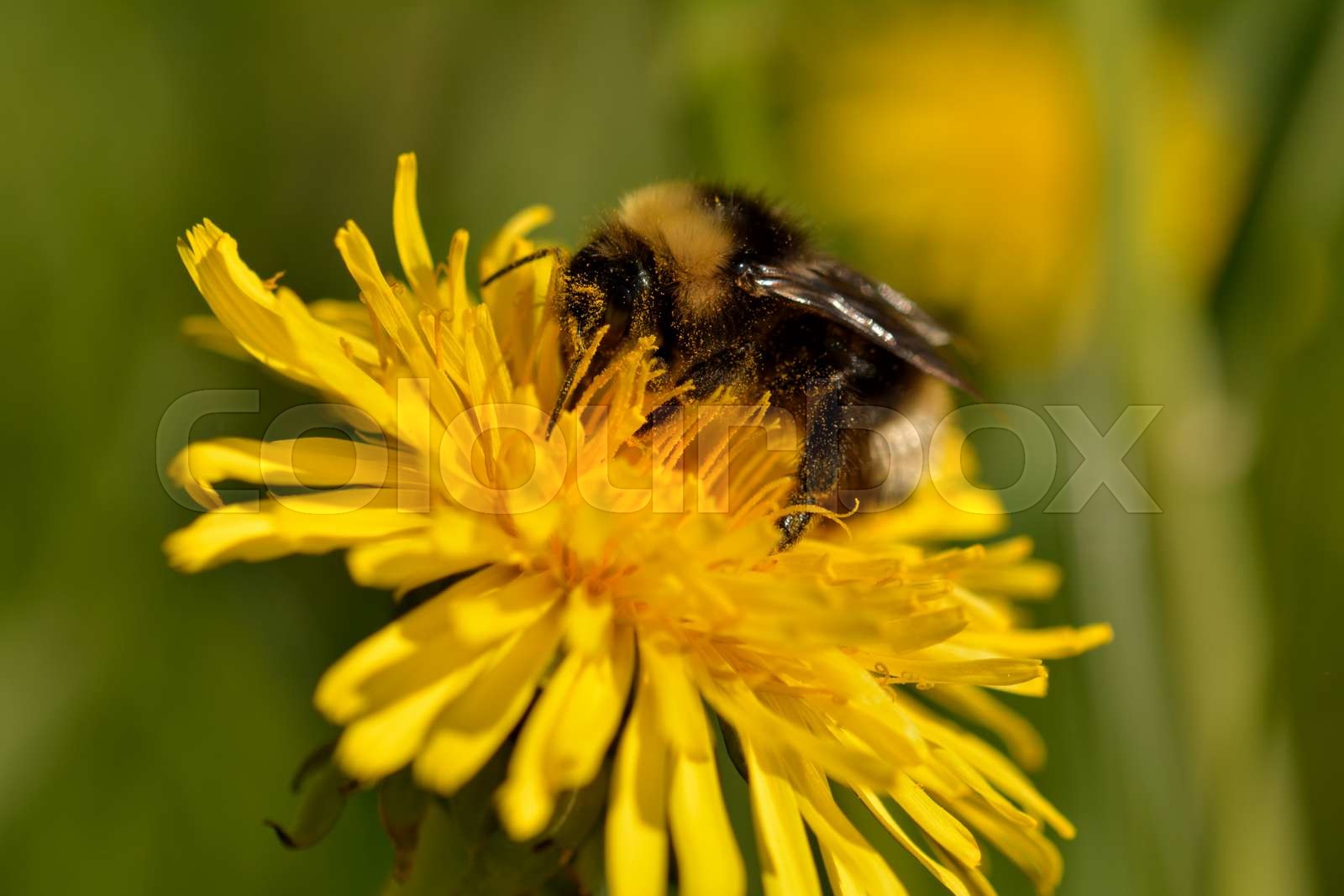En humlebi sidder i en gul mælkebøtte og suger nektar på en dejlig dag ...