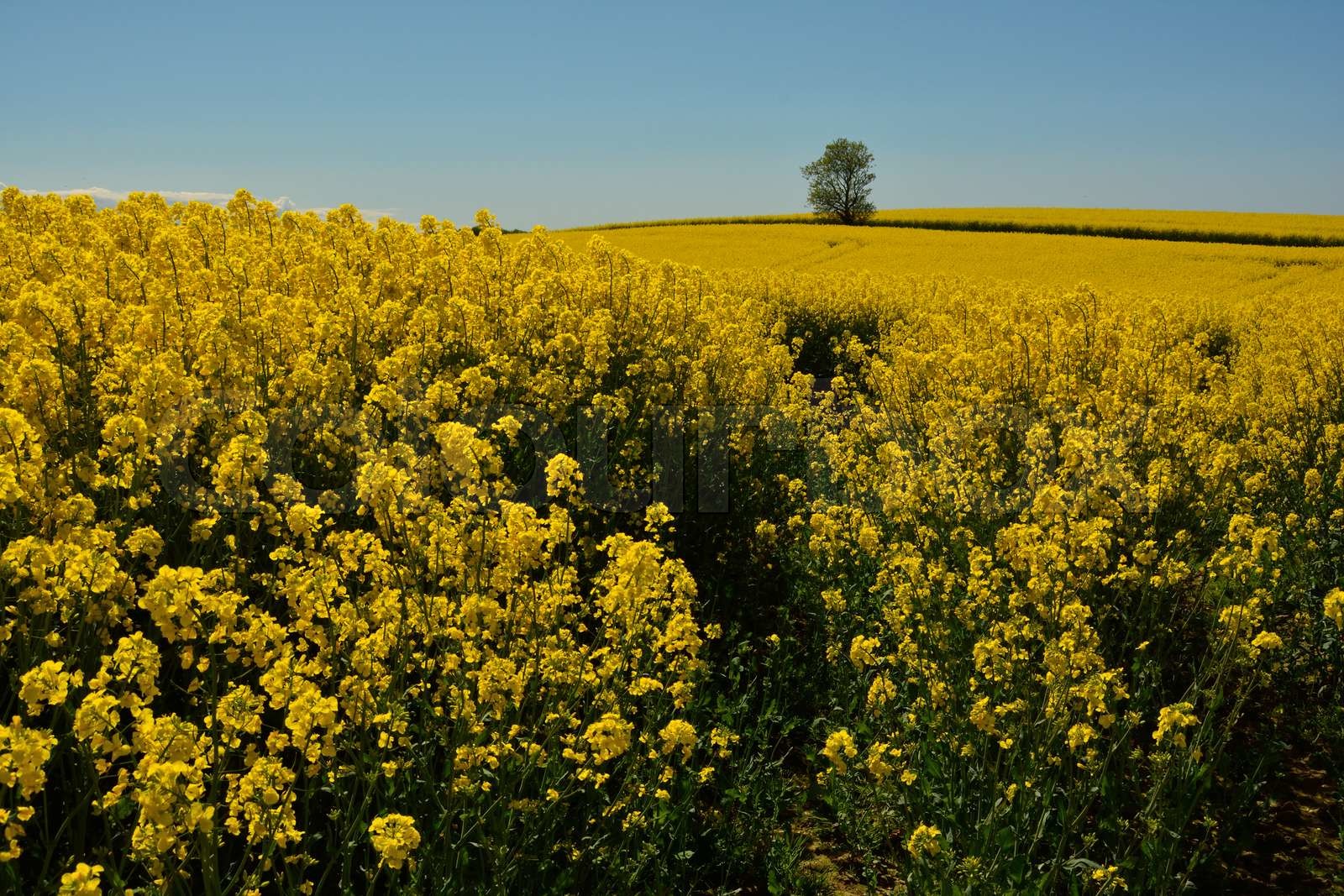 rapsmarker, raps, marker | Stock image | Colourbox
