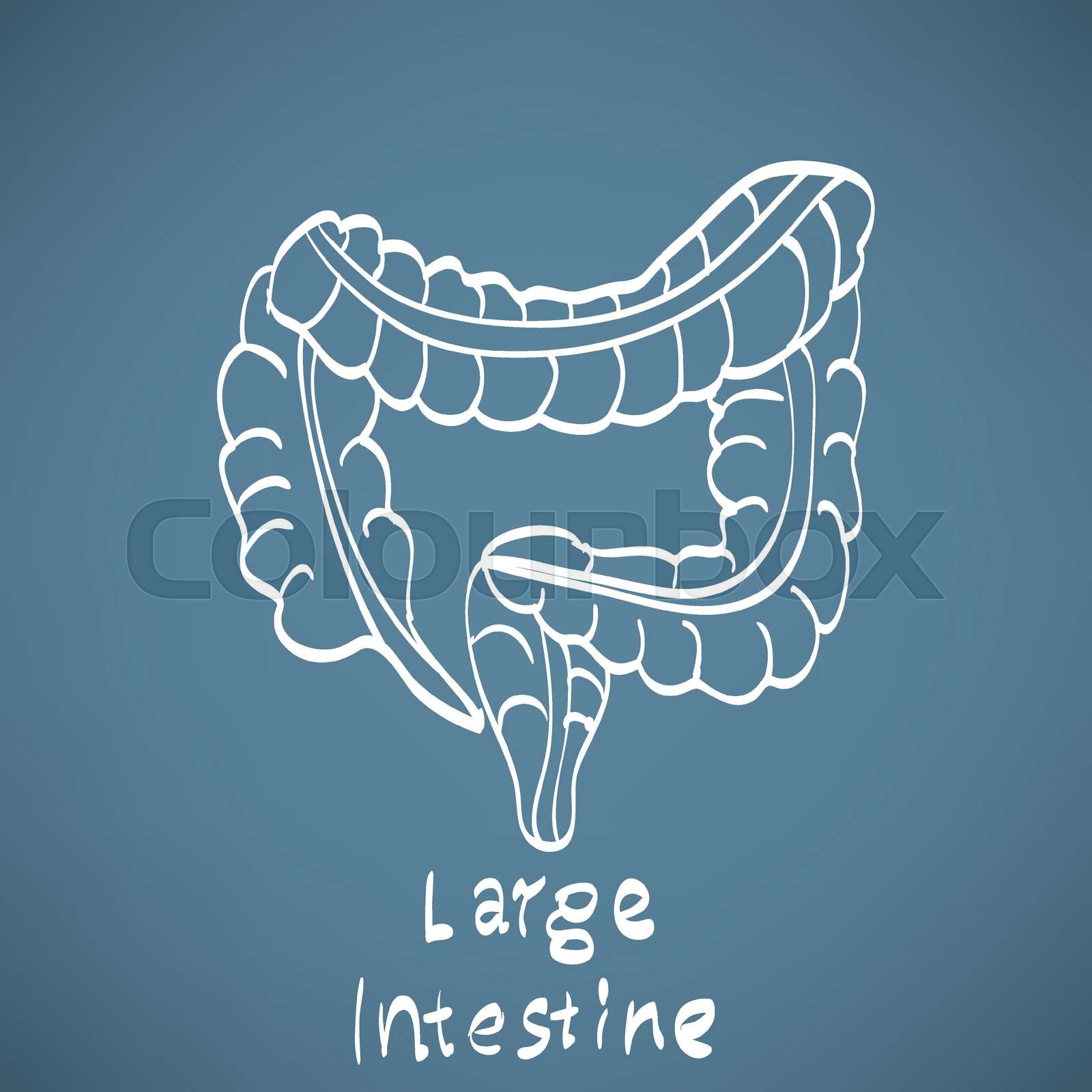 large intestine chalk painted on the chalkboard | Stock vector | Colourbox
