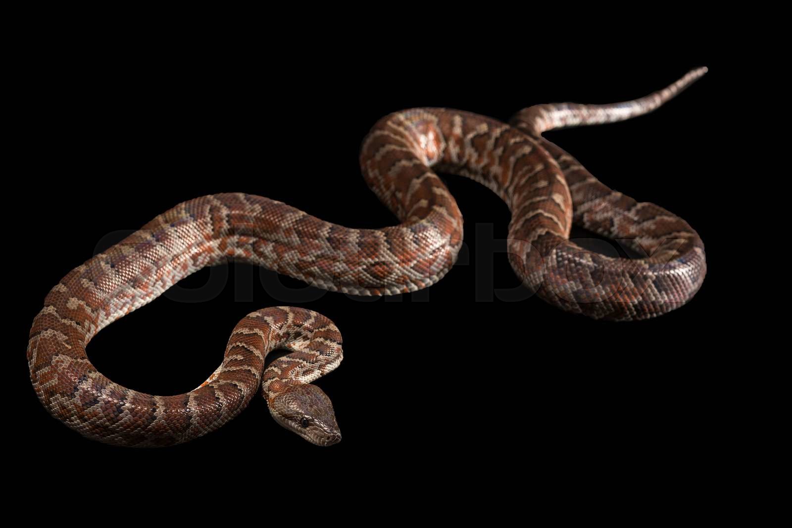 Hispaniolan boa, Chilabothrus or epicrates striatus | Stock image ...