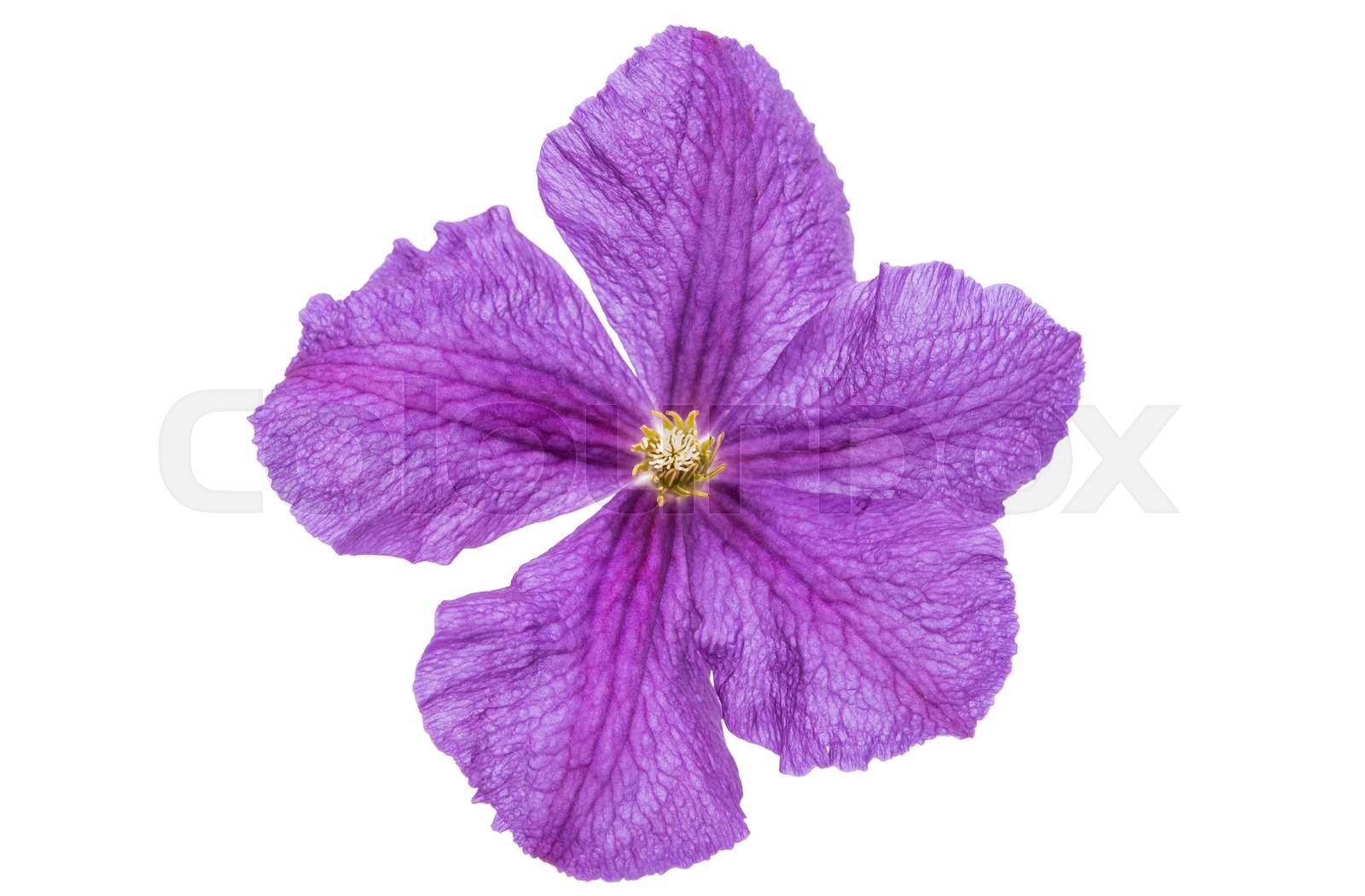 flower isolated | Stock image | Colourbox