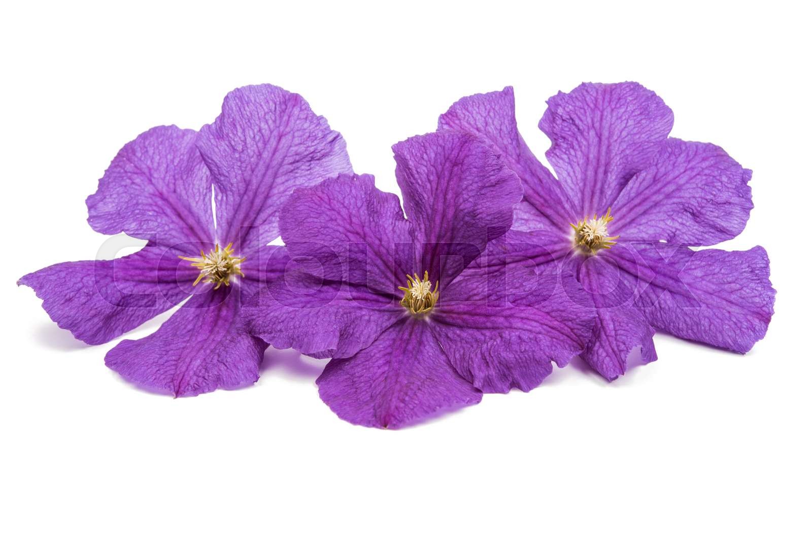 flower isolated | Stock image | Colourbox