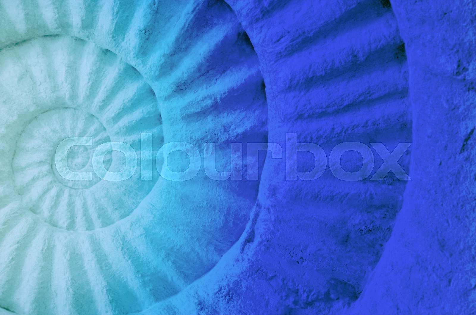 Color of ammonite prehistoric fossil. | Stock image | Colourbox