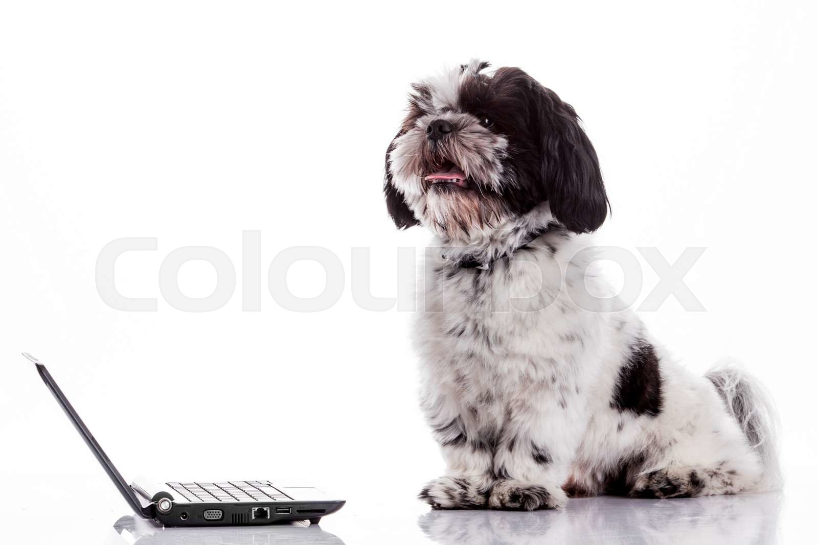 Dog with laptop. | Stock image | Colourbox