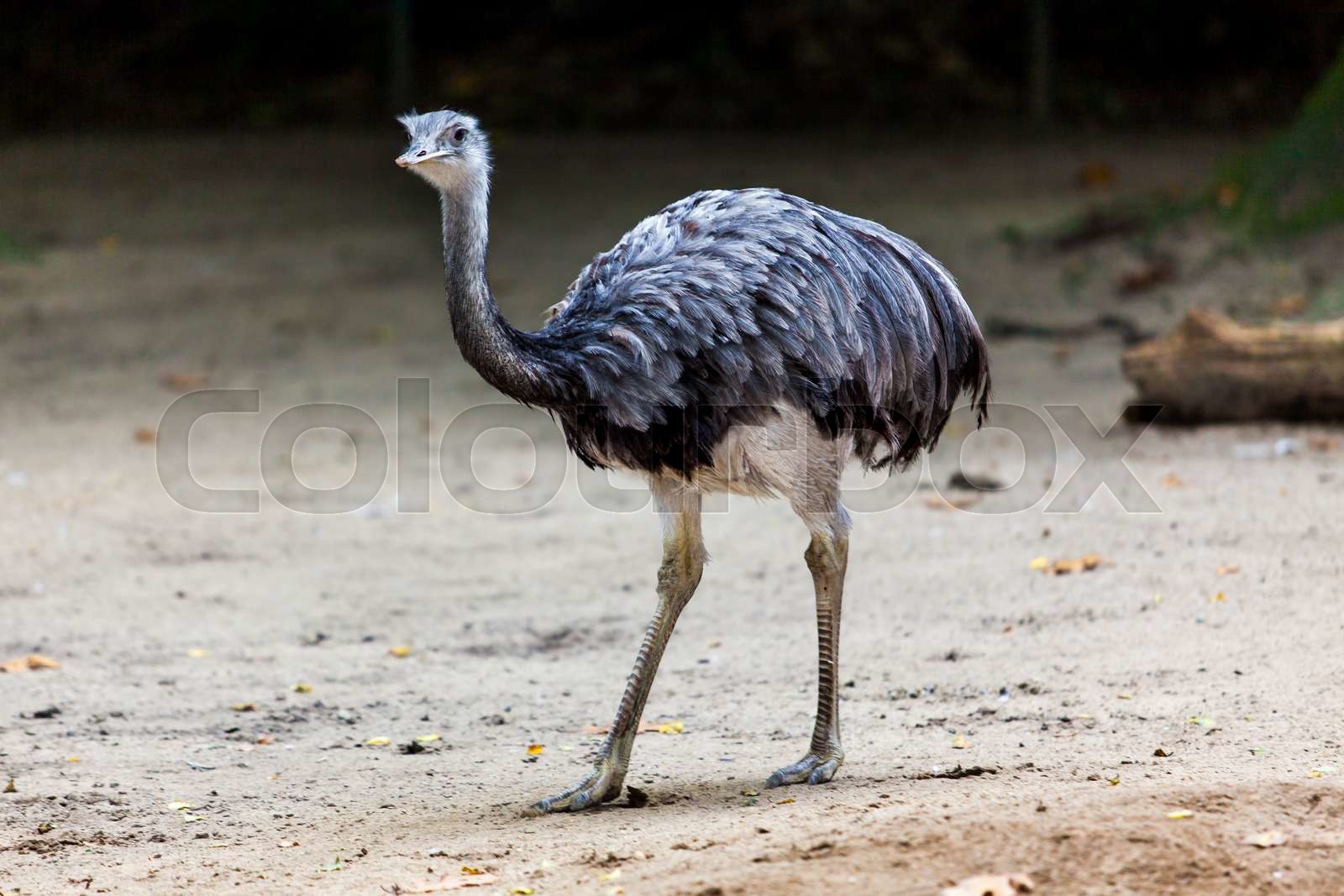 ostrich | Stock image | Colourbox