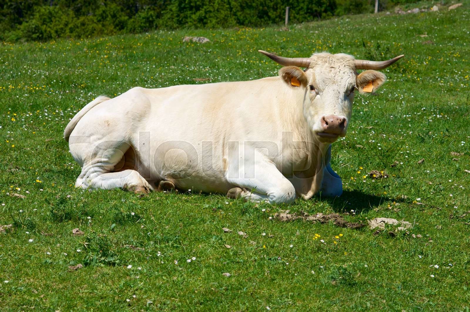Cow resting | Stock image | Colourbox