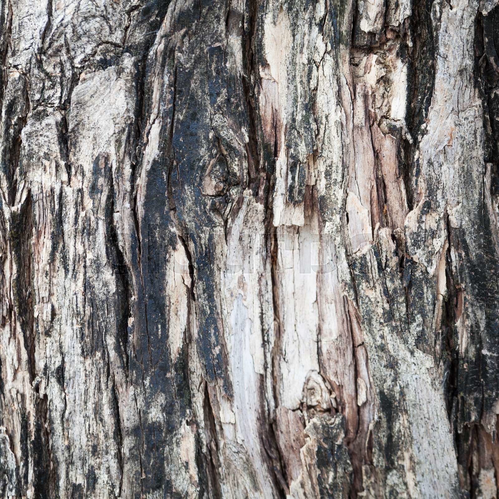 Dark tree bark | Stock image | Colourbox