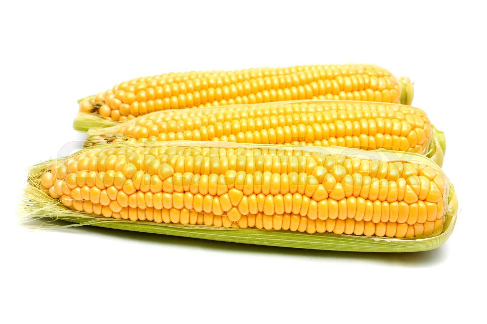 Ear of Corn | Stock image | Colourbox