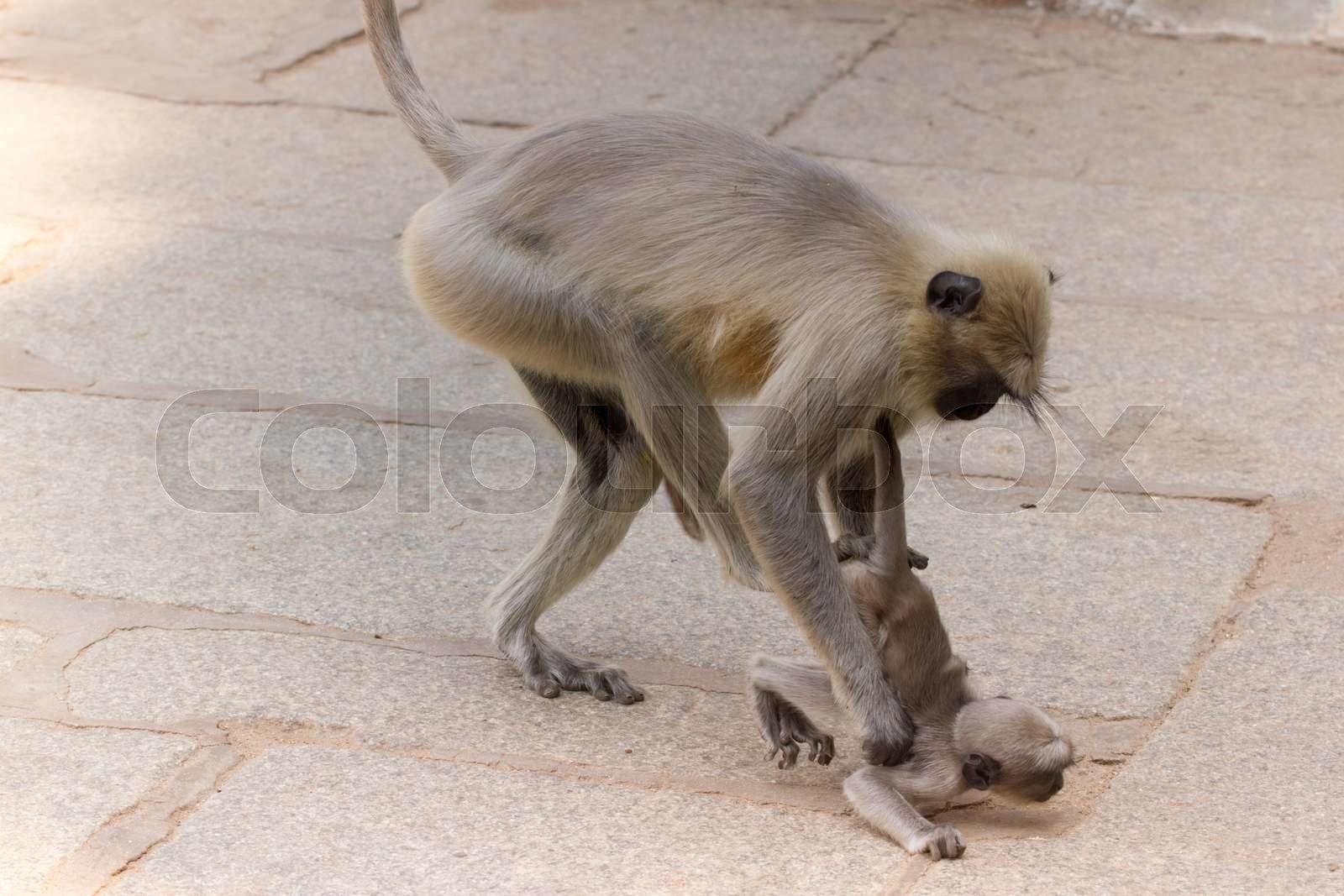 Long-tailed monkey beating its children | Stock image | Colourbox
