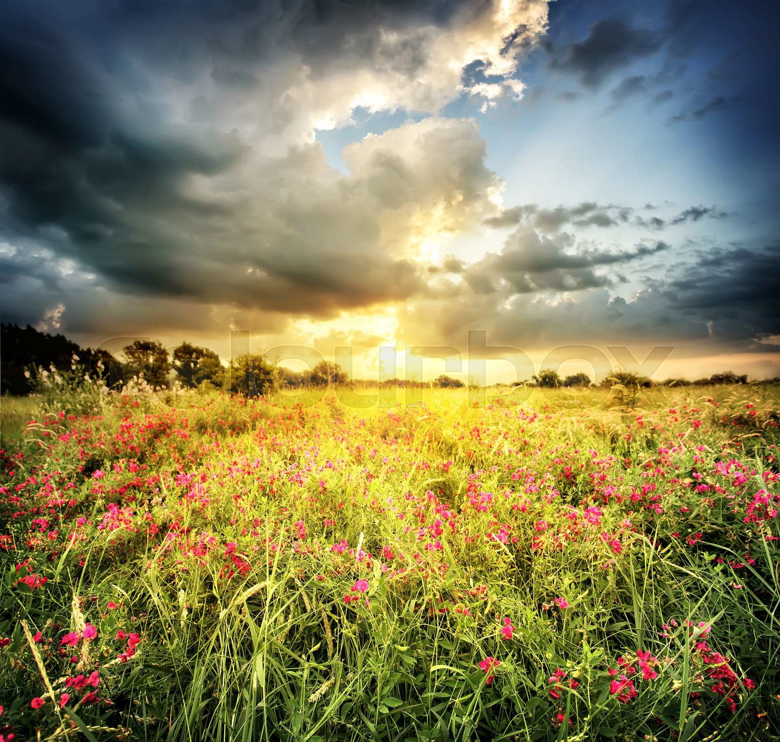Field with red flowers | Stock image | Colourbox