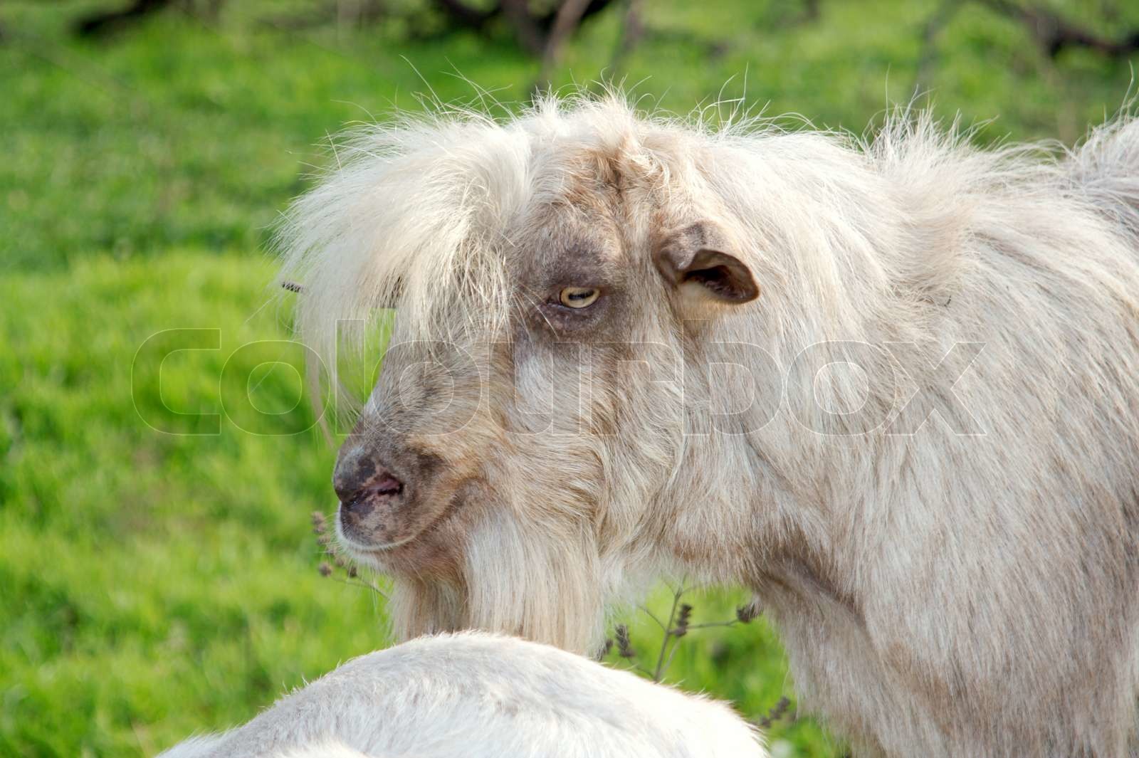 Goats were the first animals tamed by the person. | Stock image | Colourbox