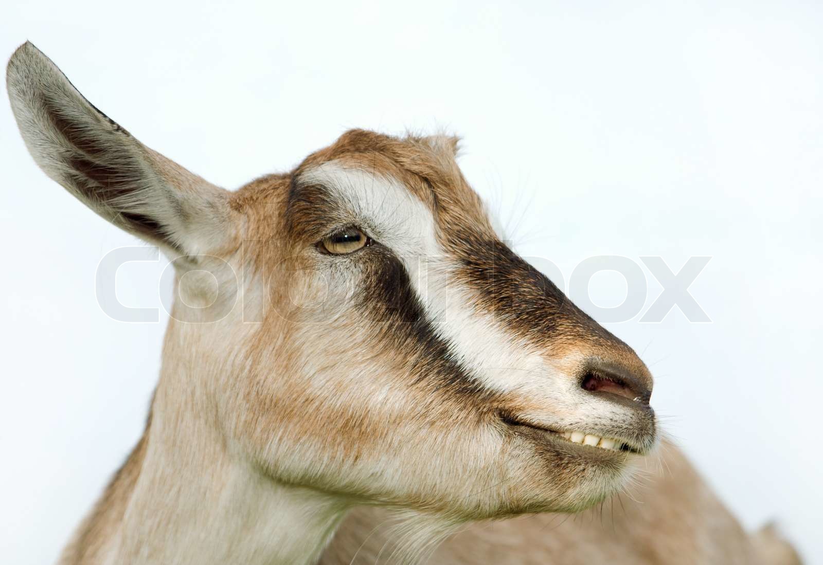 Goats were the first animals tamed by the person. | Stock image | Colourbox