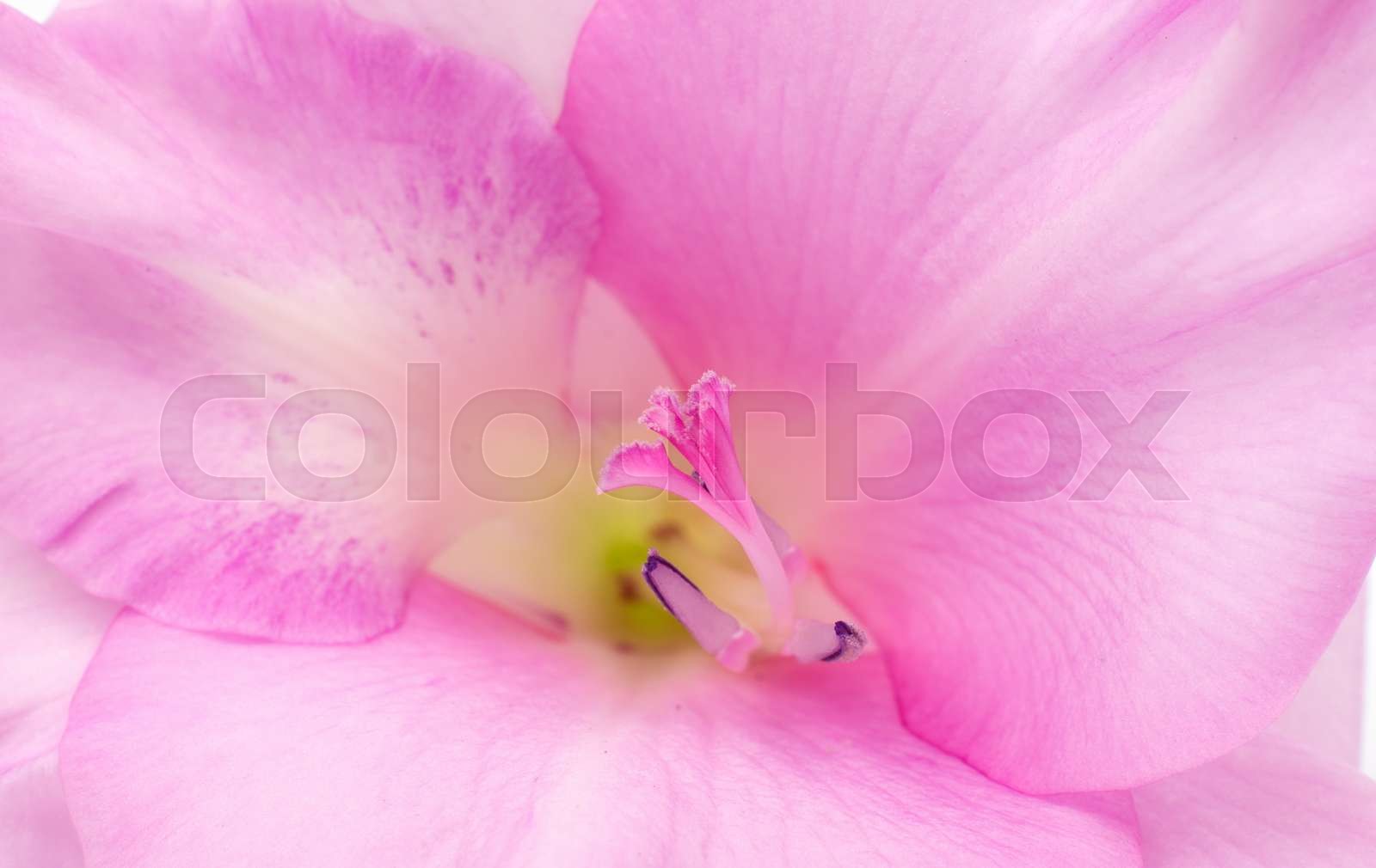 abstrakt, pink, blatt | Stock Bild | Colourbox