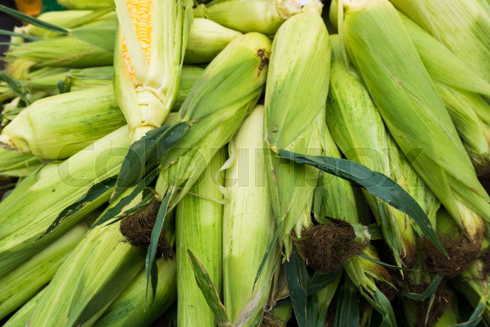 fresh green corn. corn with leaves | Stock image | Colourbox