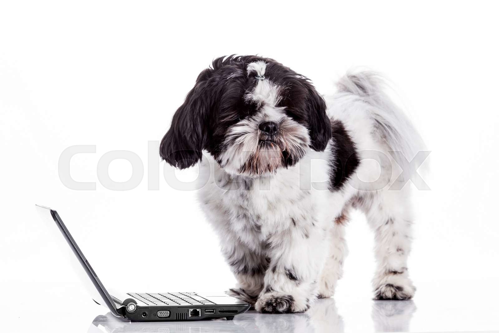 Dog with laptop. | Stock image | Colourbox