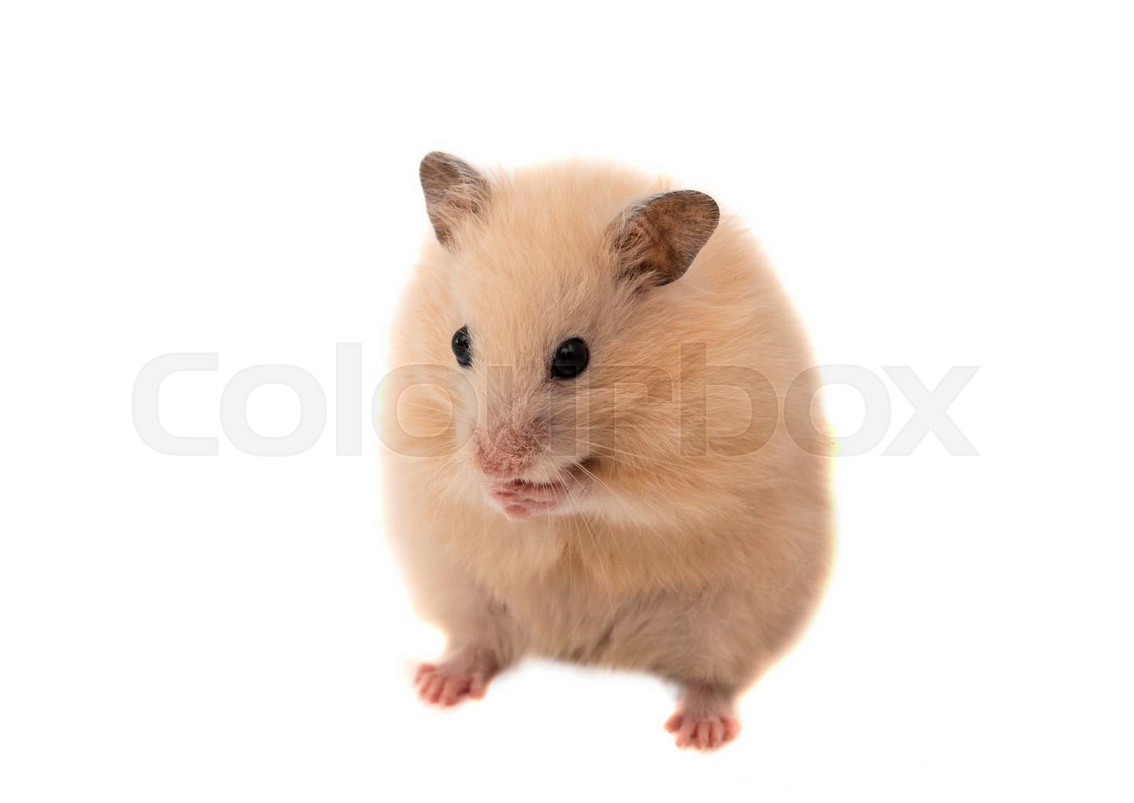 hamster | Stock image | Colourbox