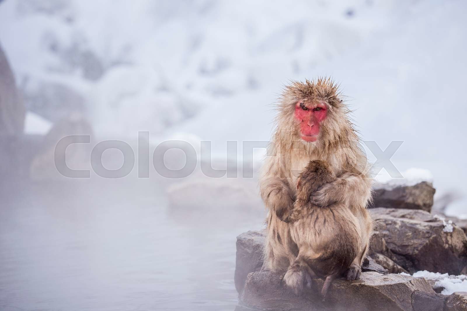 Jigokudani snow monkey bathing onsen hotspring famous sightseeing in ...