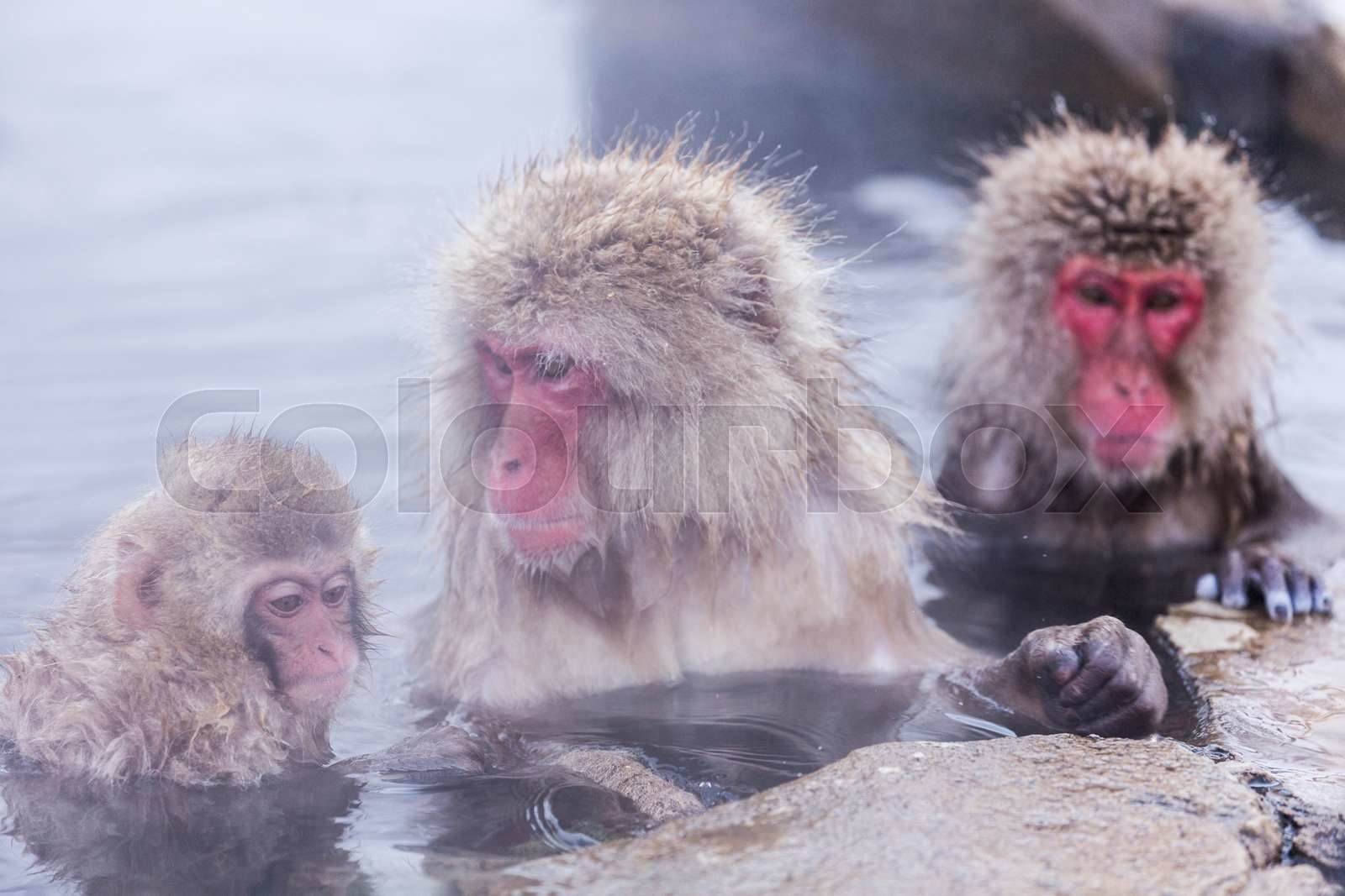 Jigokudani snow monkey bathing onsen hotspring famous sightseeing in ...