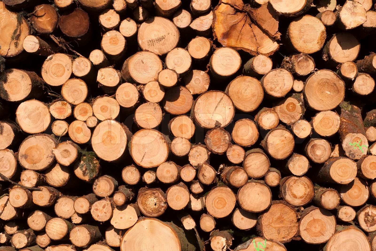 Stacked timber | Stock image | Colourbox