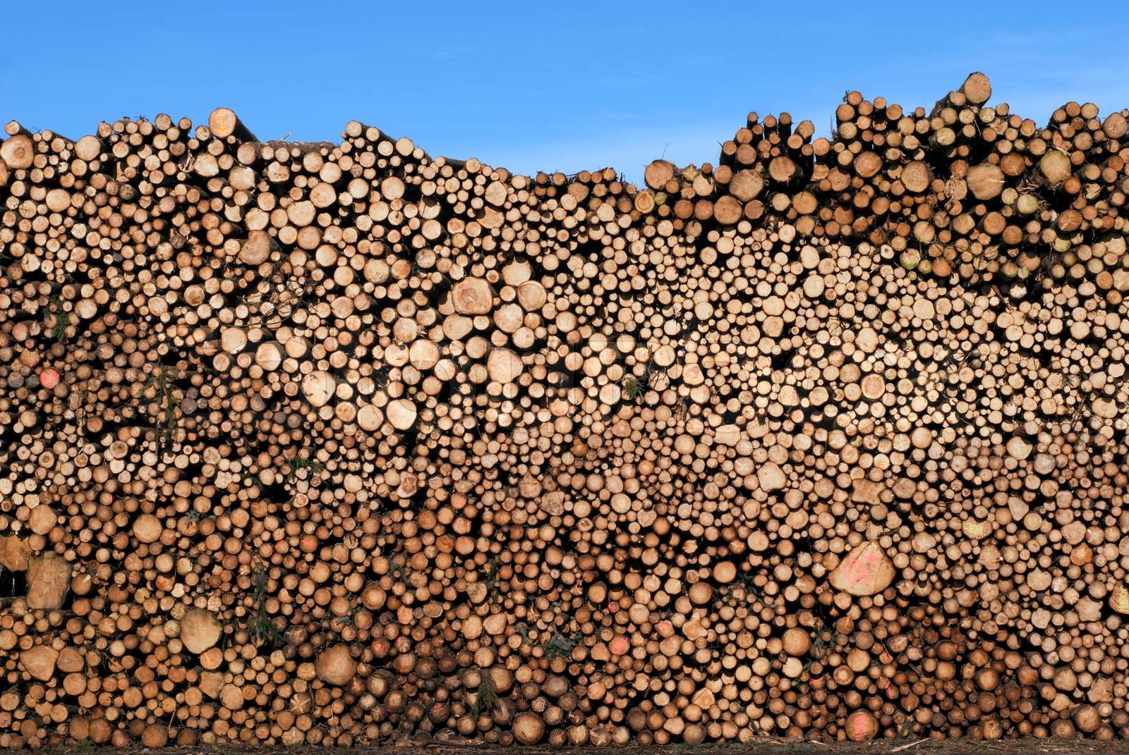 Stacked timber. | Stock image | Colourbox