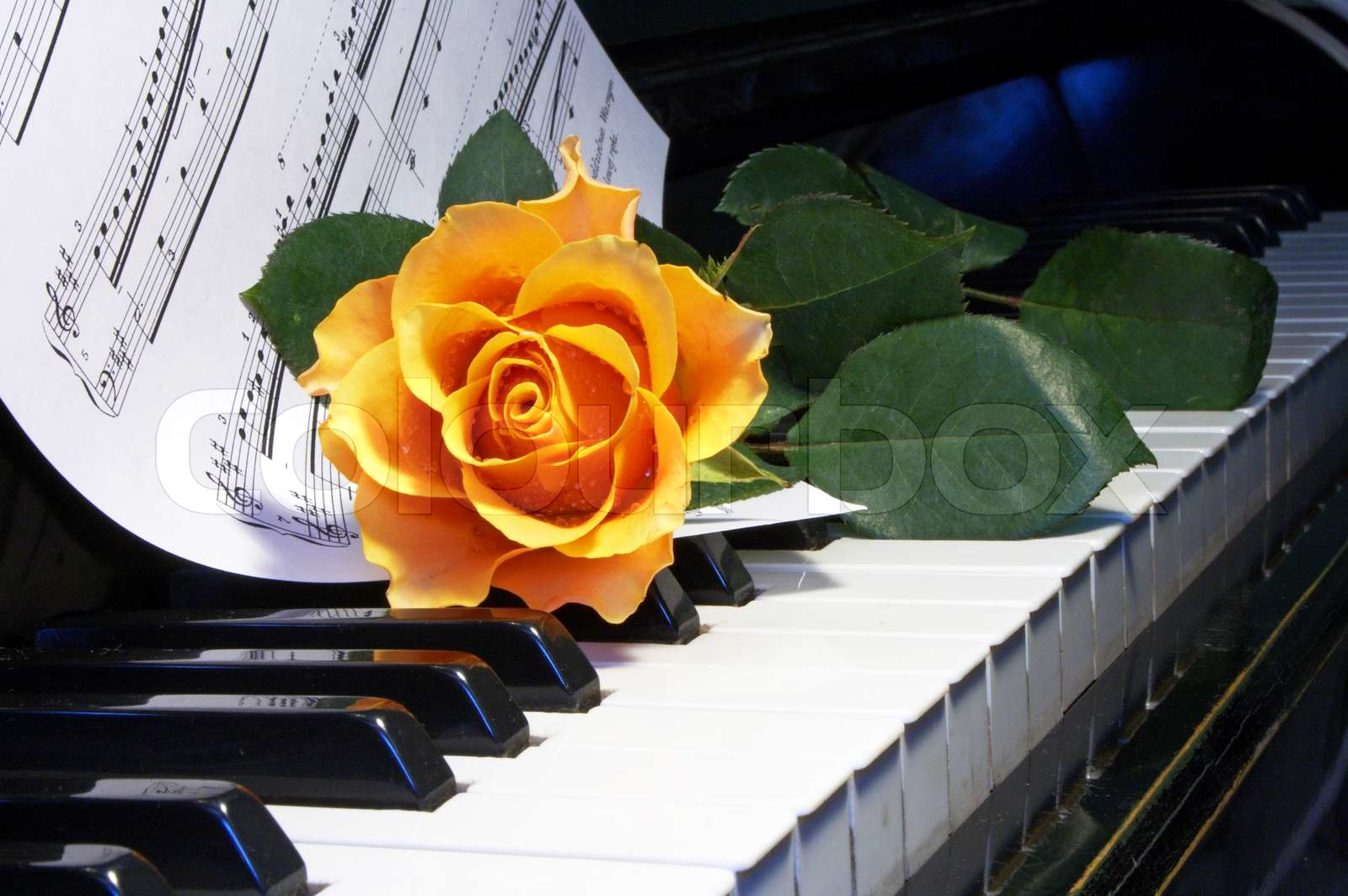 rose on musical note | Stock image | Colourbox