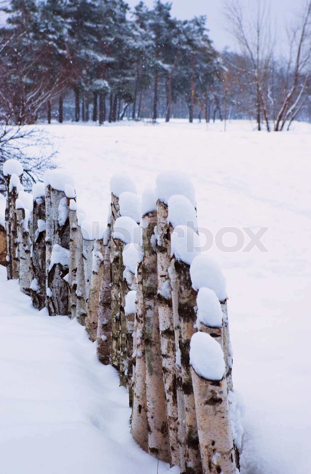 Fence of birch saplings in a snowy field | Stock image | Colourbox