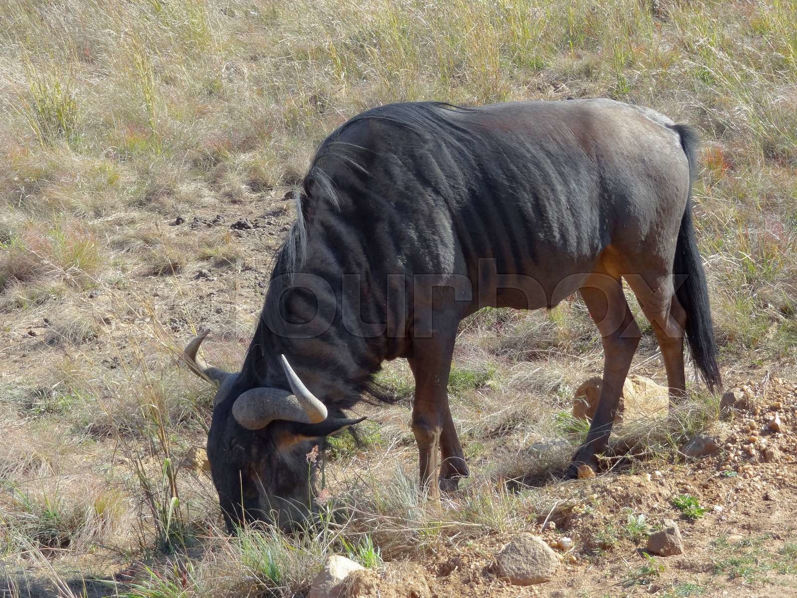 gnuer, dyr, udendørs | Stock foto | Colourbox