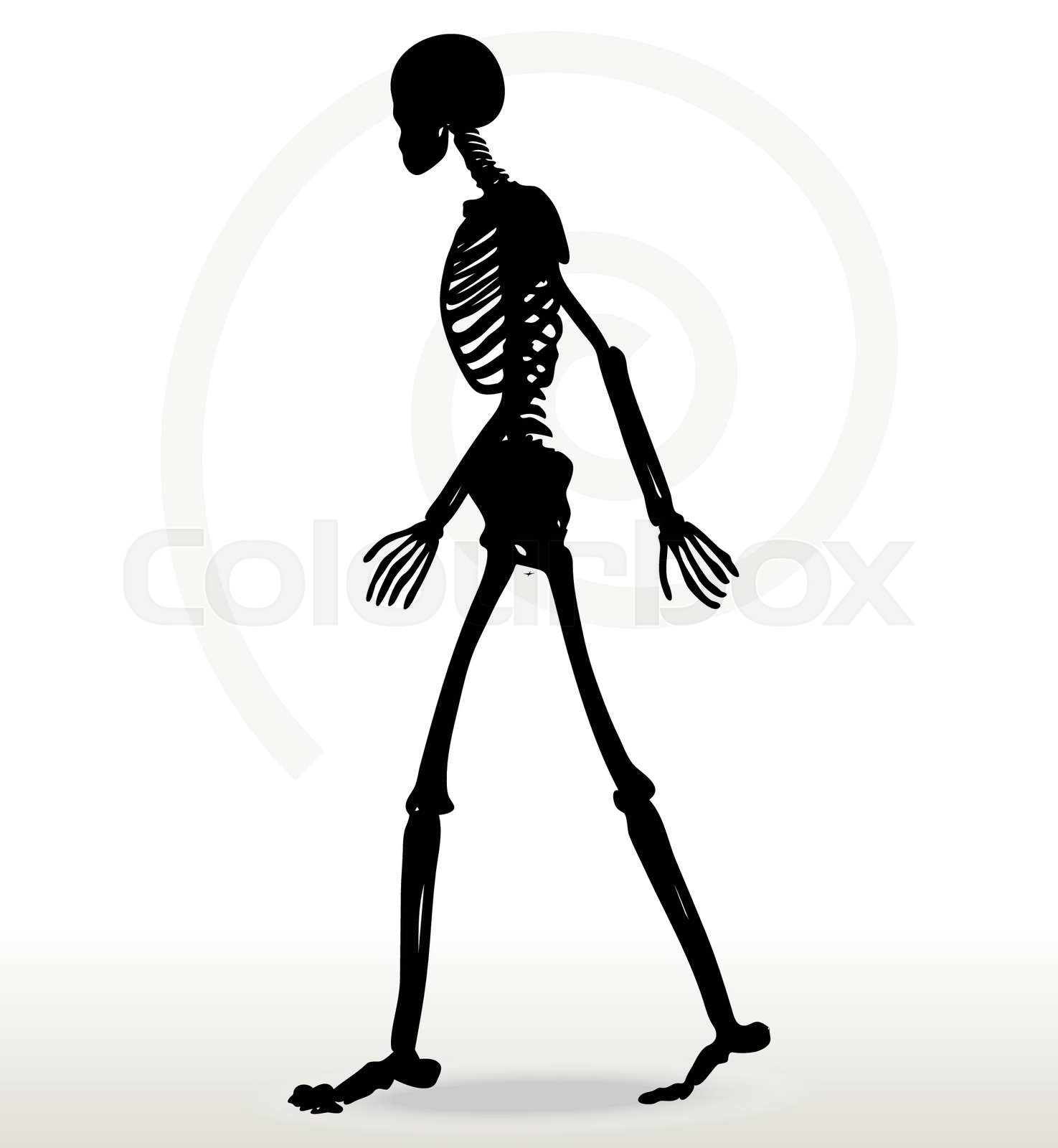 skeleton silhouette in walk | Stock vector | Colourbox