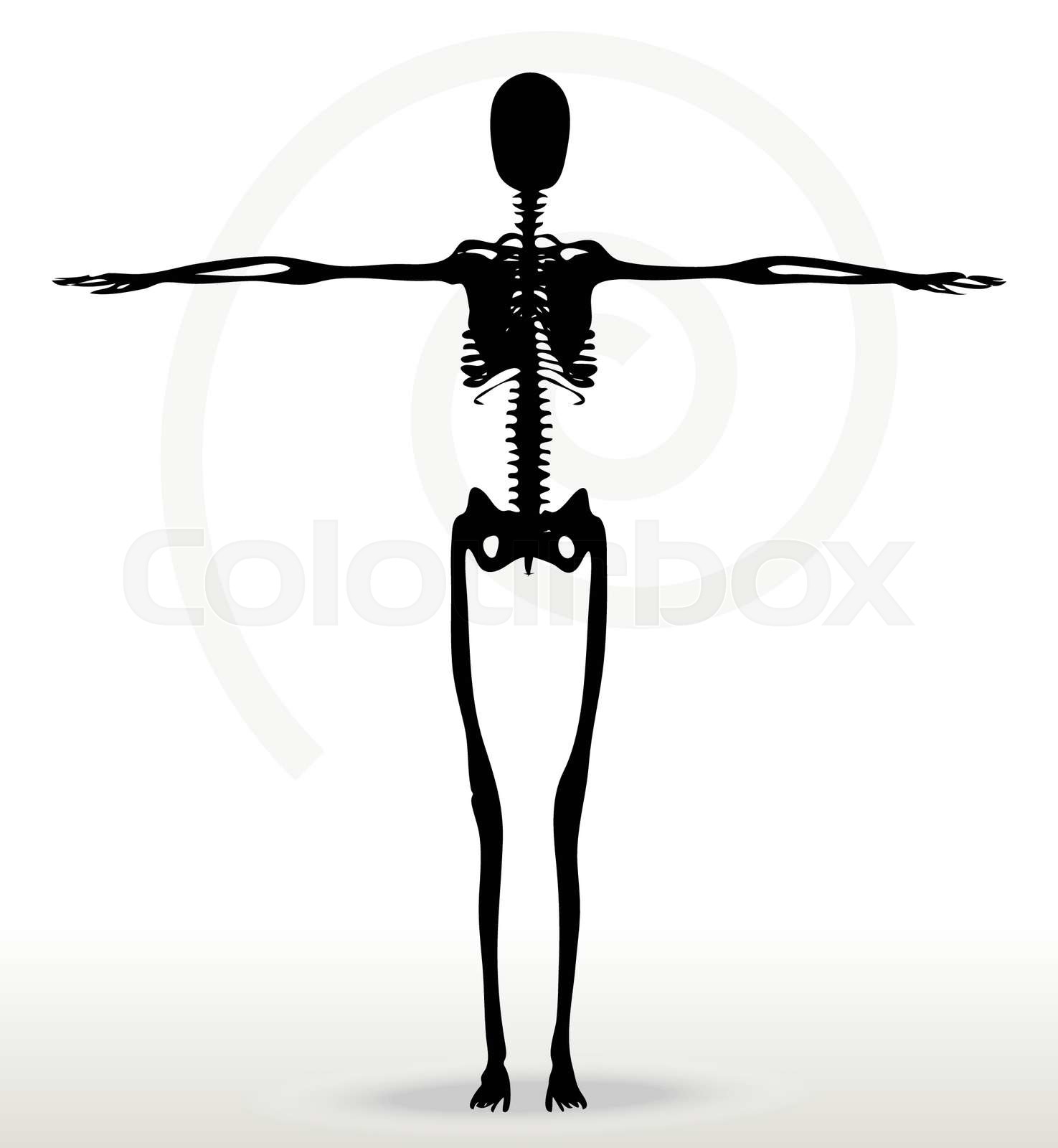 skeleton silhouette in default pose | Stock vector | Colourbox