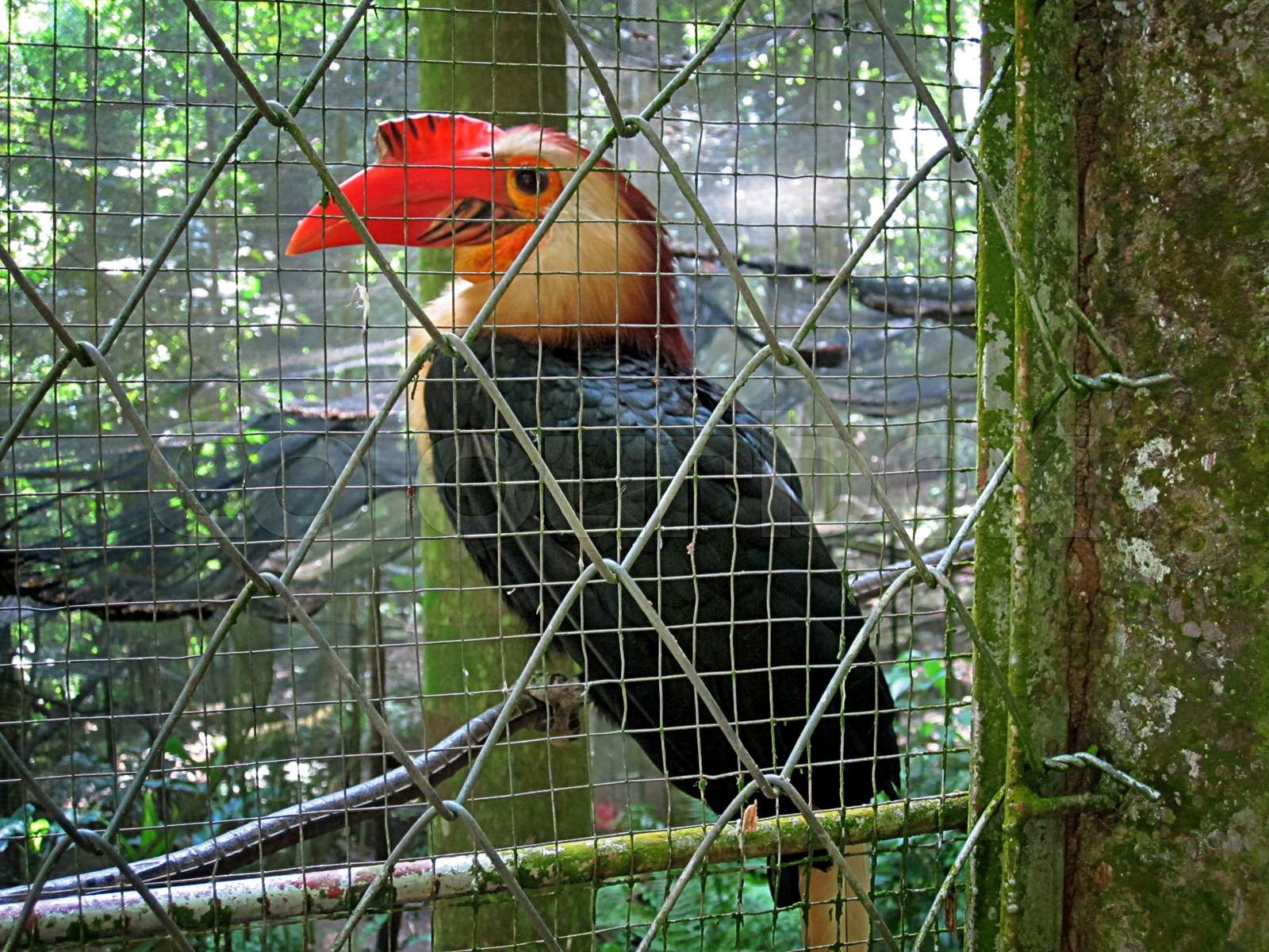 Toucan In Cage