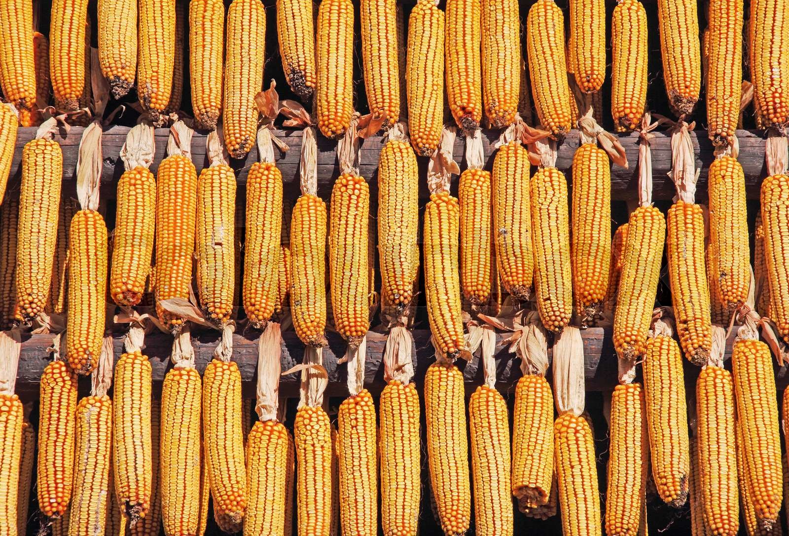 Corn drying | Stock image | Colourbox