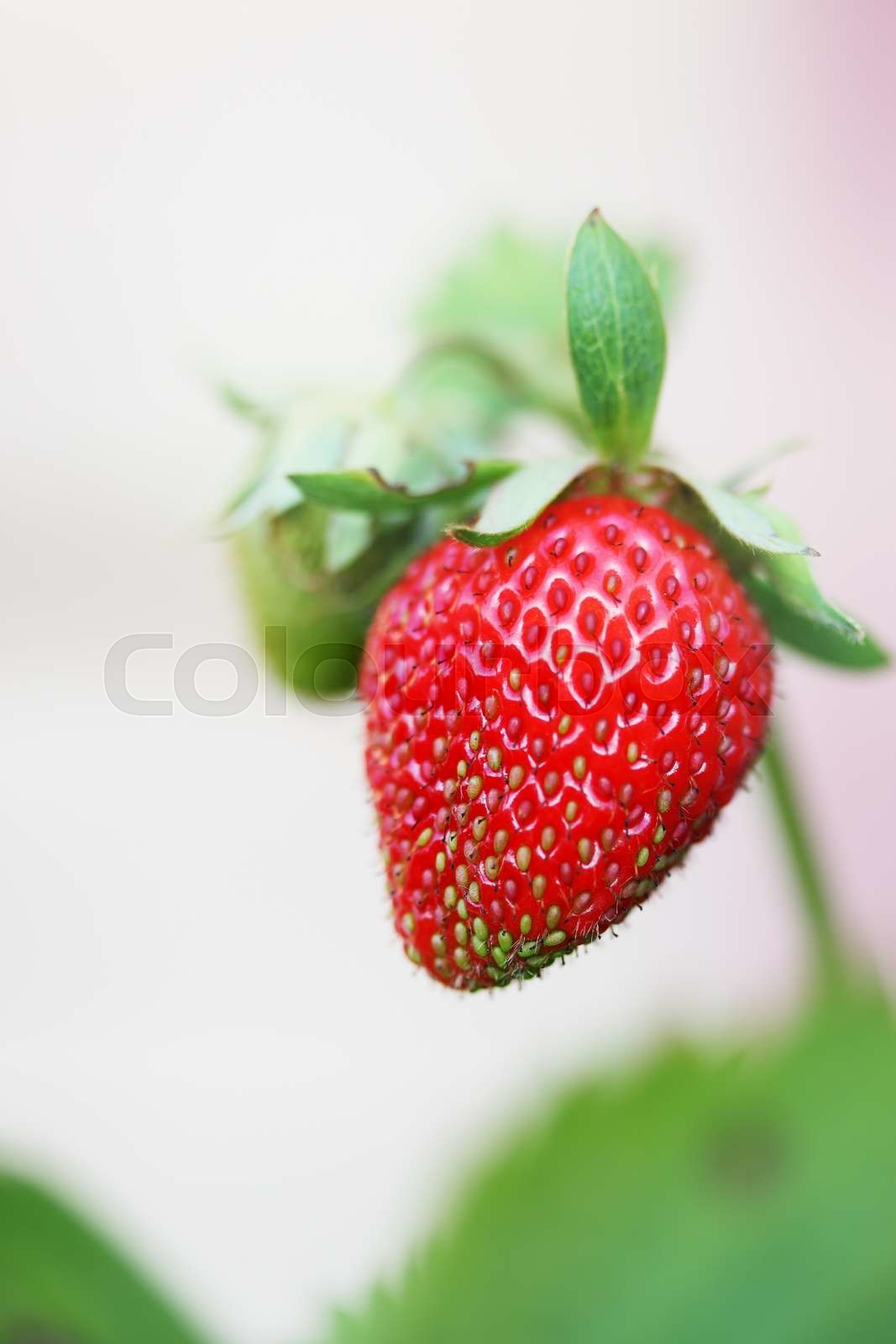strawberries growing branch | Stock image | Colourbox