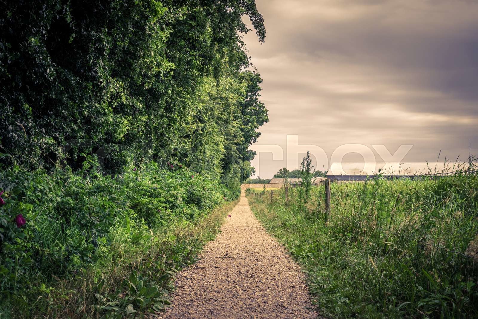 Sti i dansk natur | Stock foto | Colourbox