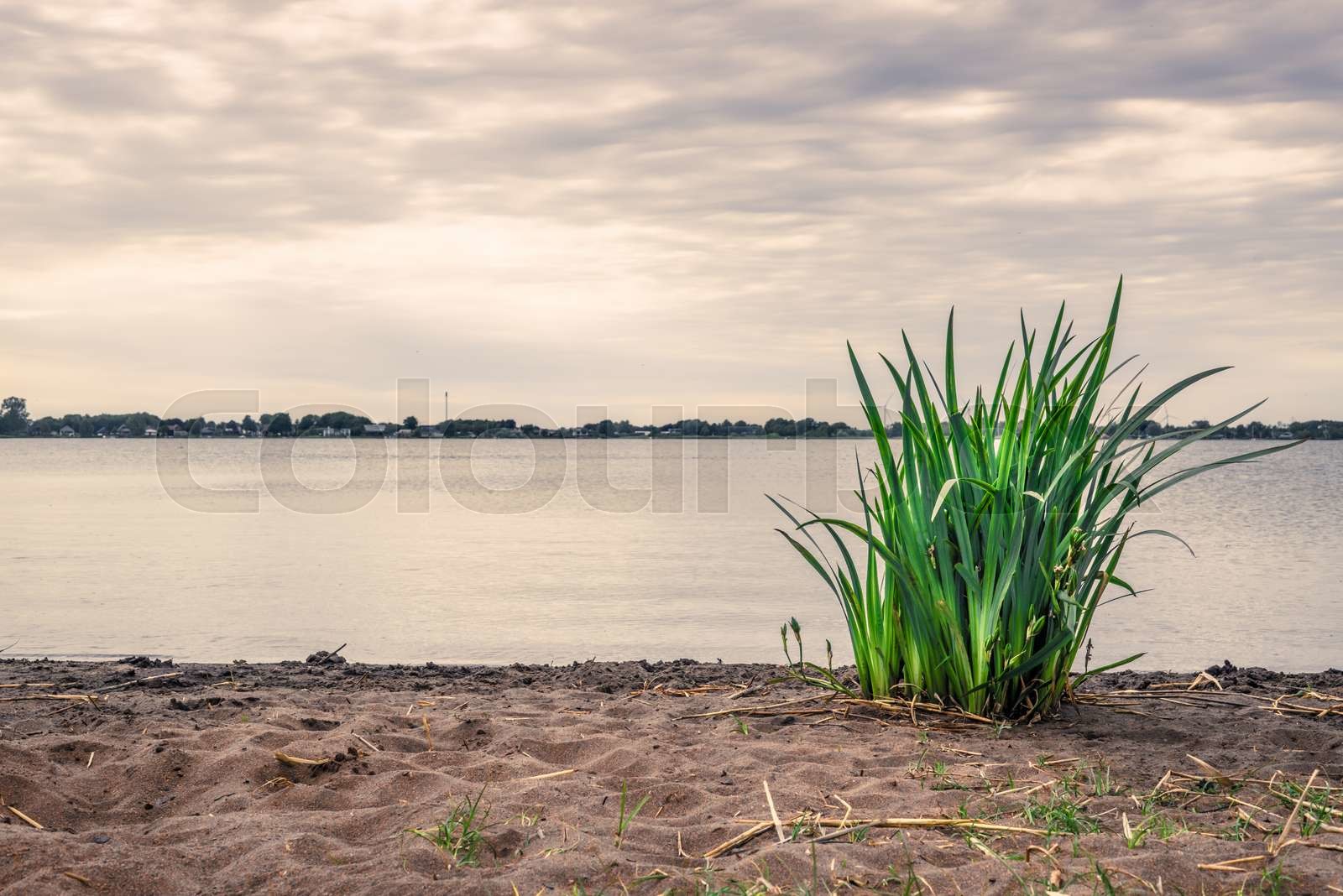 Green rushes on a sandy beach | Stock image | Colourbox