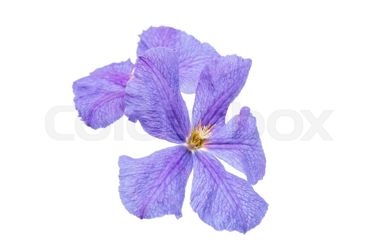 flower isolated | Stock image | Colourbox