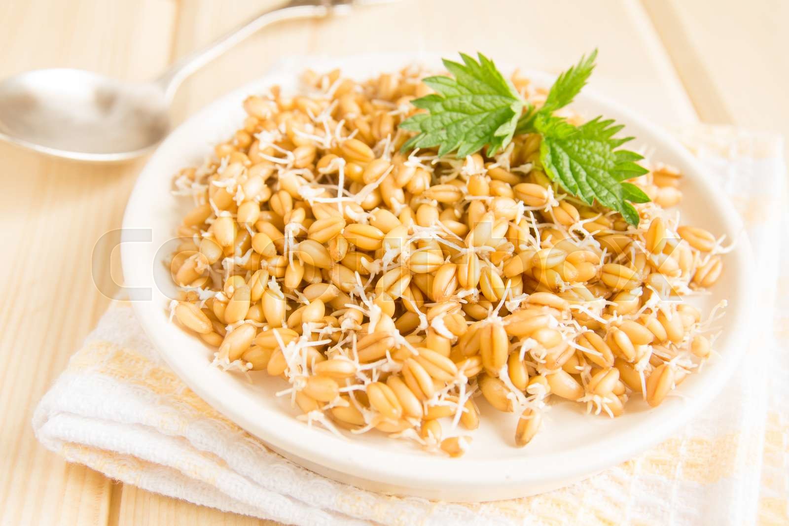 Sprouted wheat seeds | Stock image | Colourbox