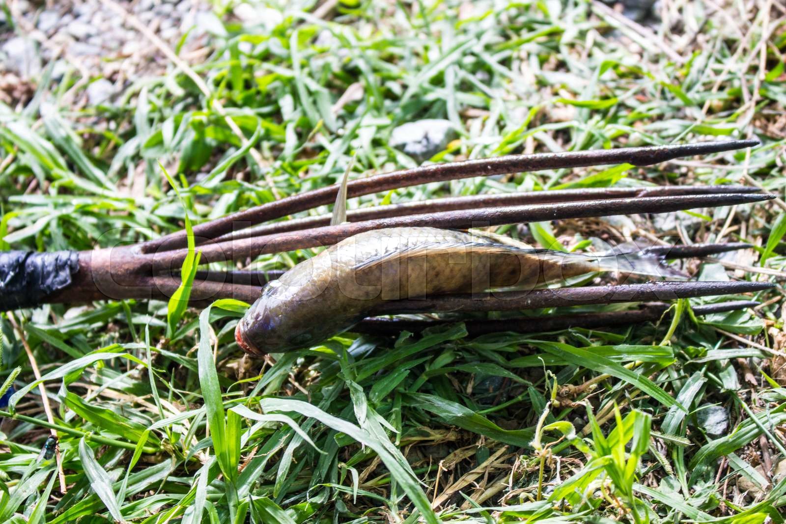 Harpoon and fish | Stock image | Colourbox
