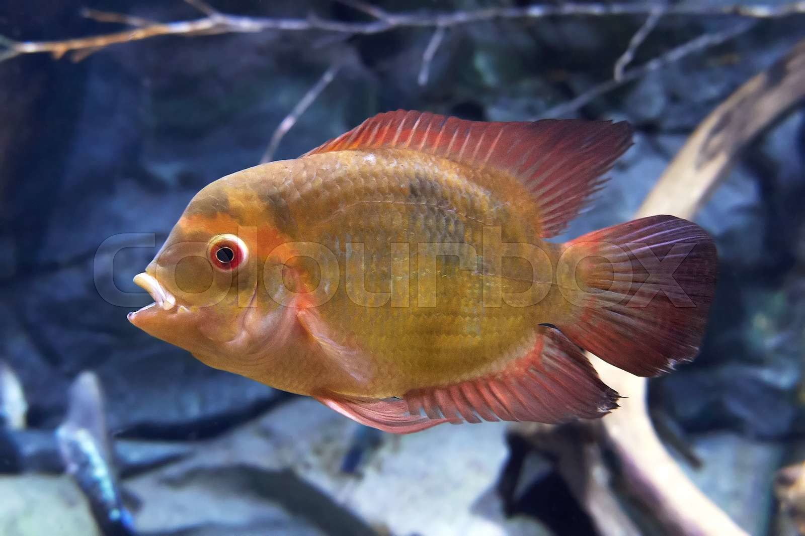 Chocolate Cichlid (Hypselecara temporalis) | Stock image | Colourbox