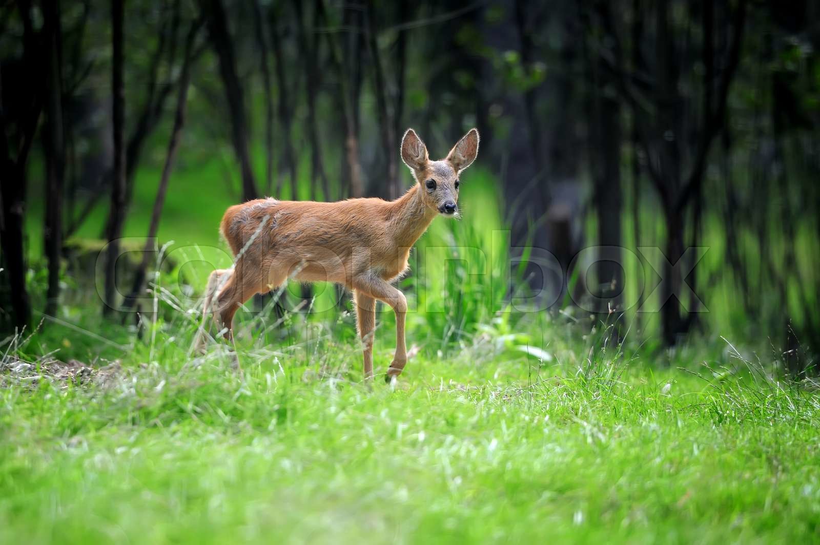 hirsch, hirsche, wald | Stock Bild | Colourbox