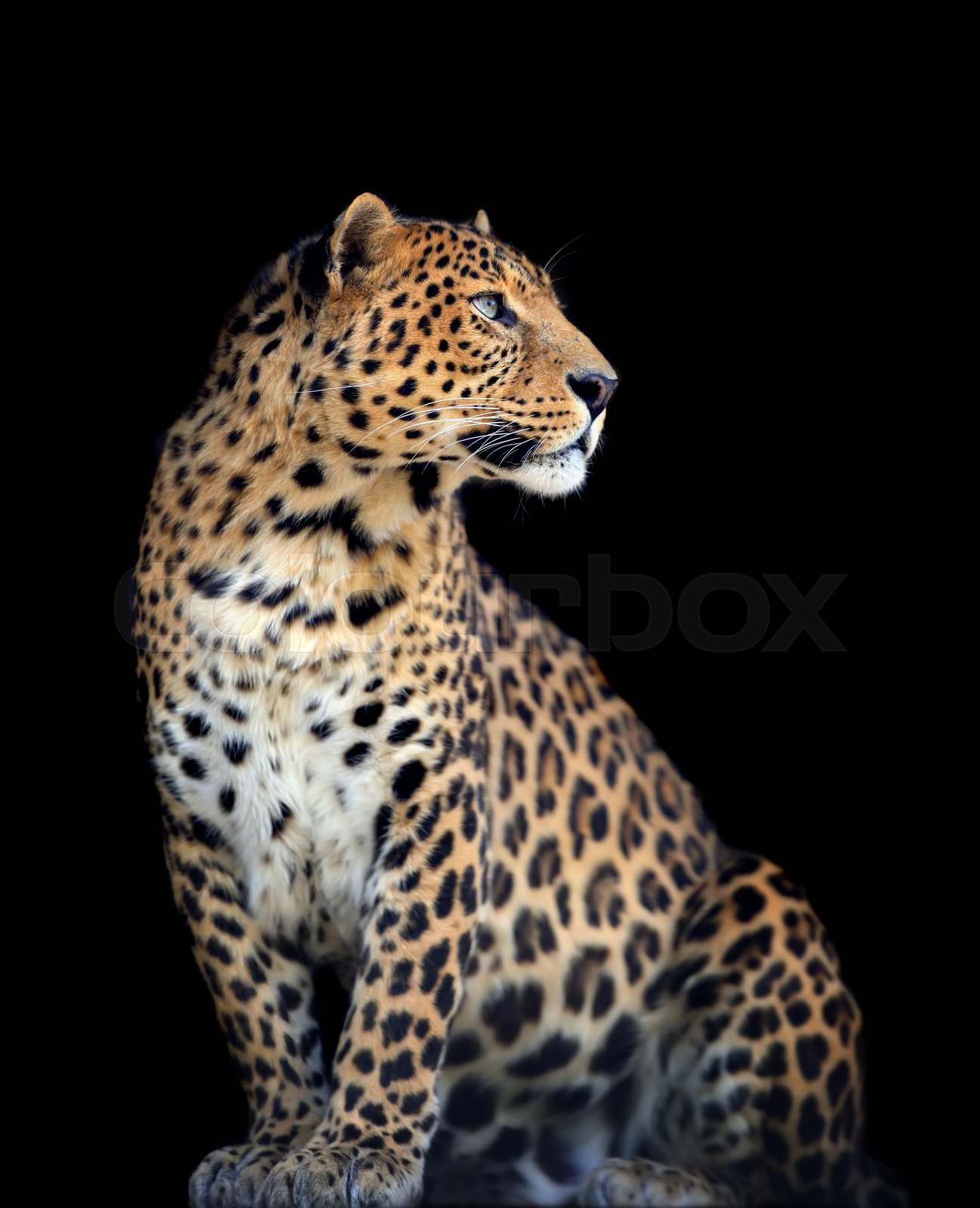 Leopard | Stock image | Colourbox