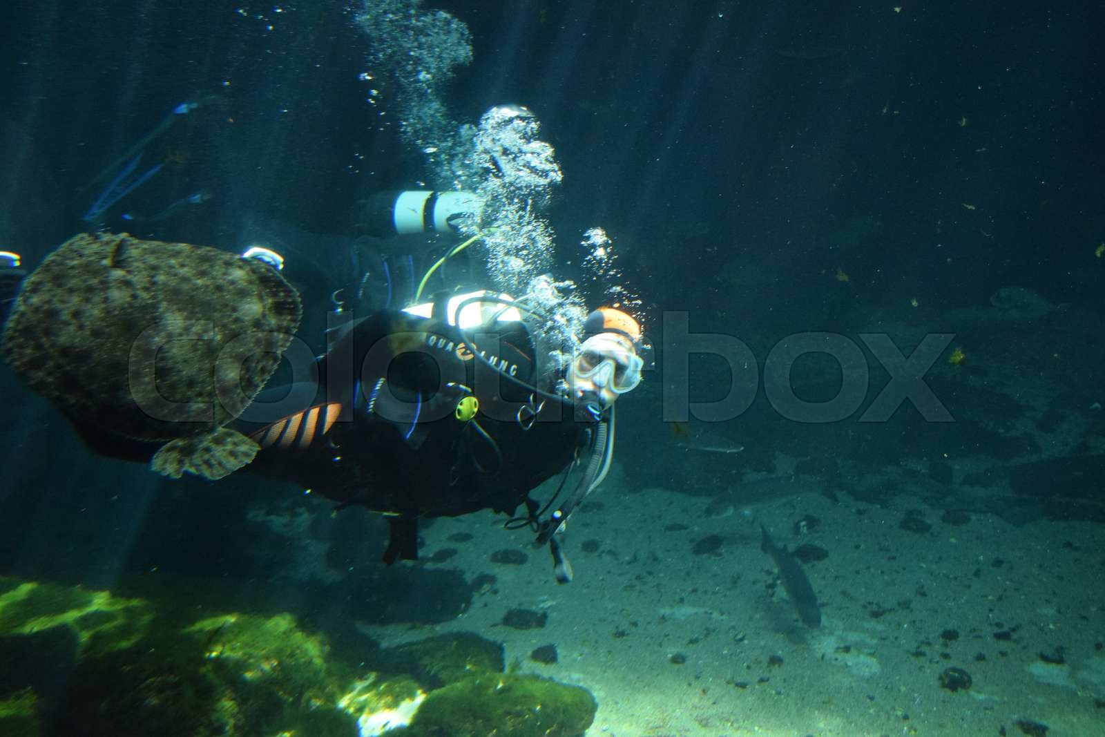 danmark, dykker, dykning | Stock foto | Colourbox