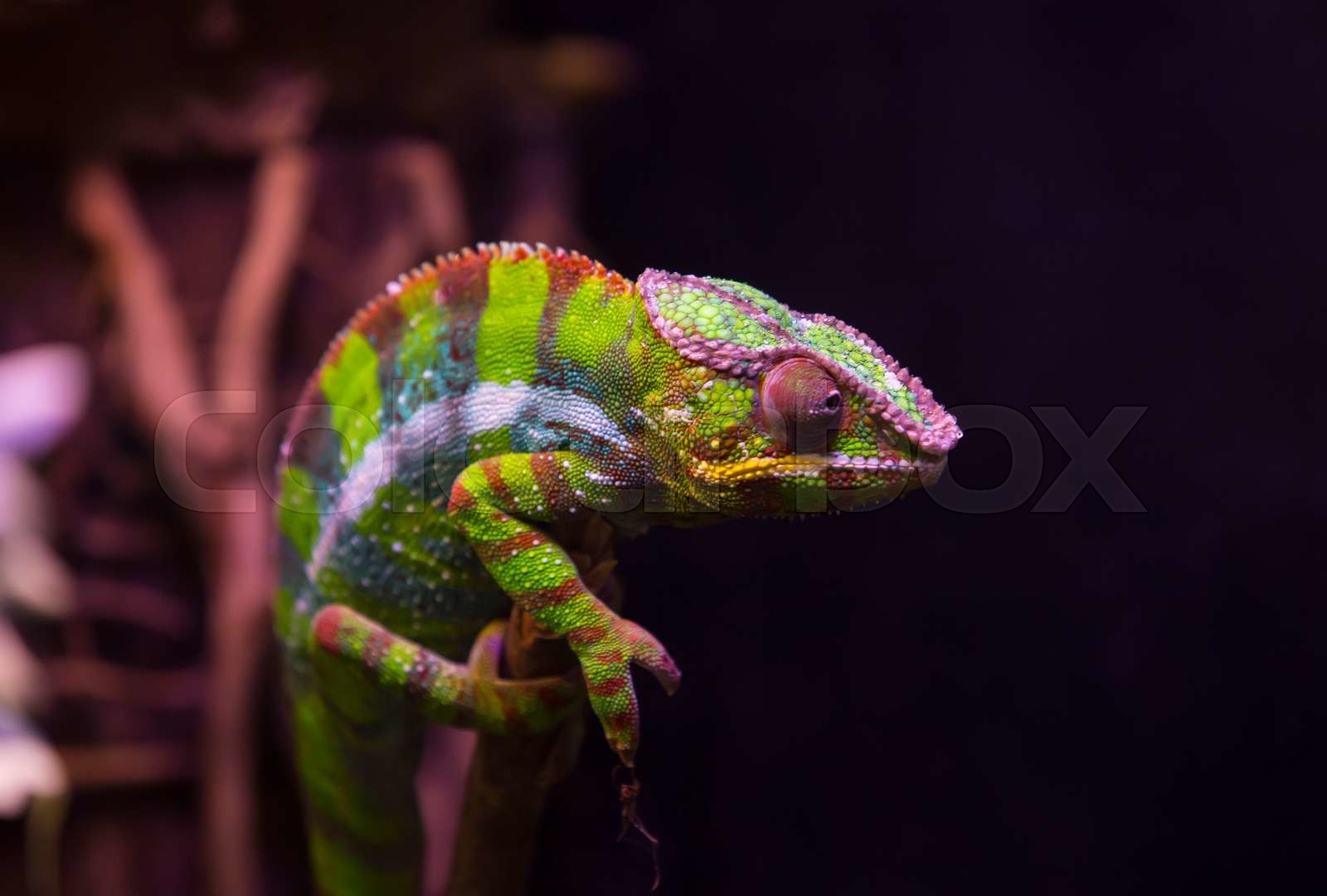 gecko, haut, tier | Stock Bild | Colourbox
