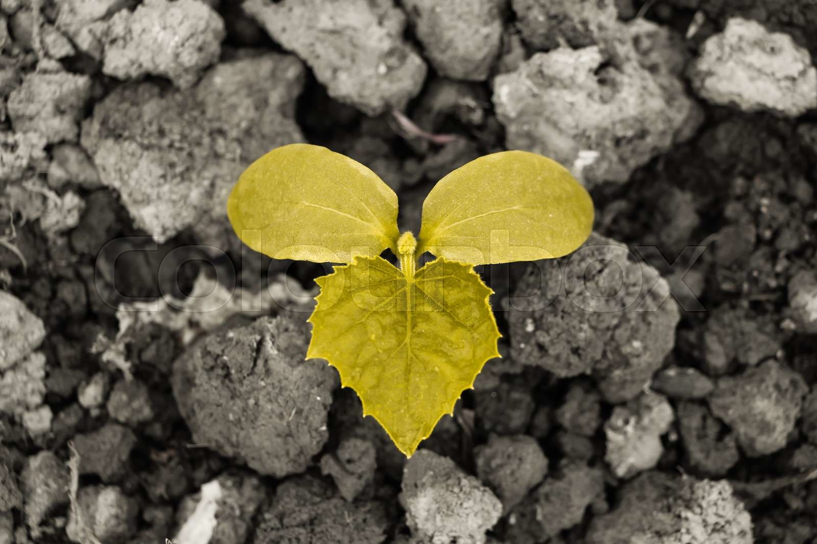 Yellow sprout | Stock image | Colourbox