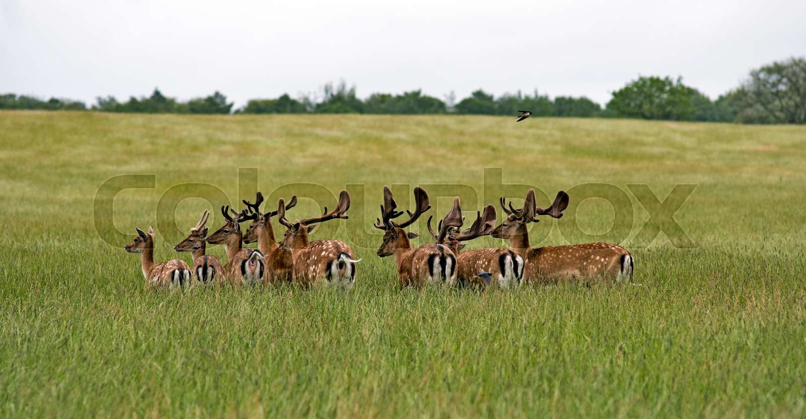 A heard of deer | Stock image | Colourbox