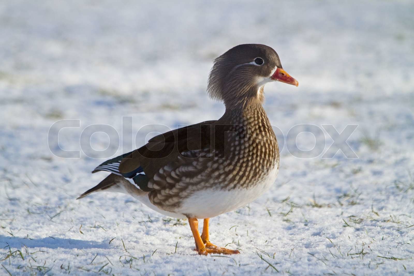 mandarin duck bird on snow | Stock image | Colourbox